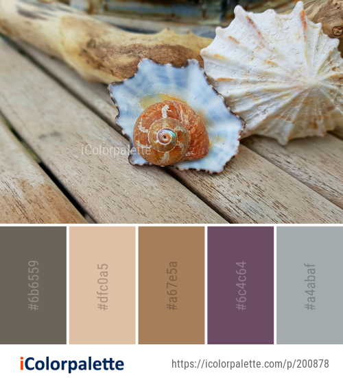 Color Palette Ideas from Seashell Conch Image | iColorpalette