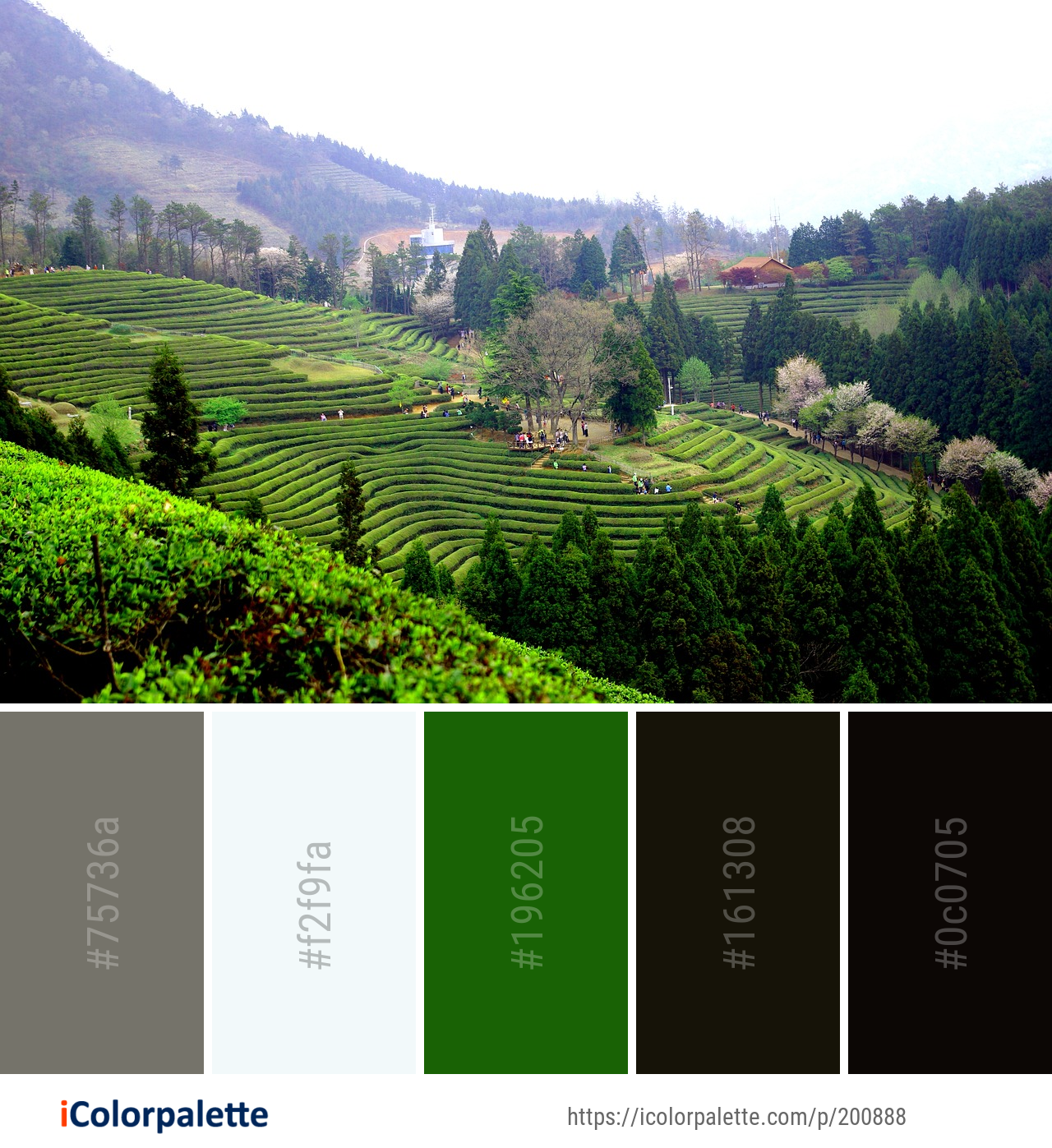 Color Palette Ideas from Vegetation Agriculture Field Image | iColorpalette