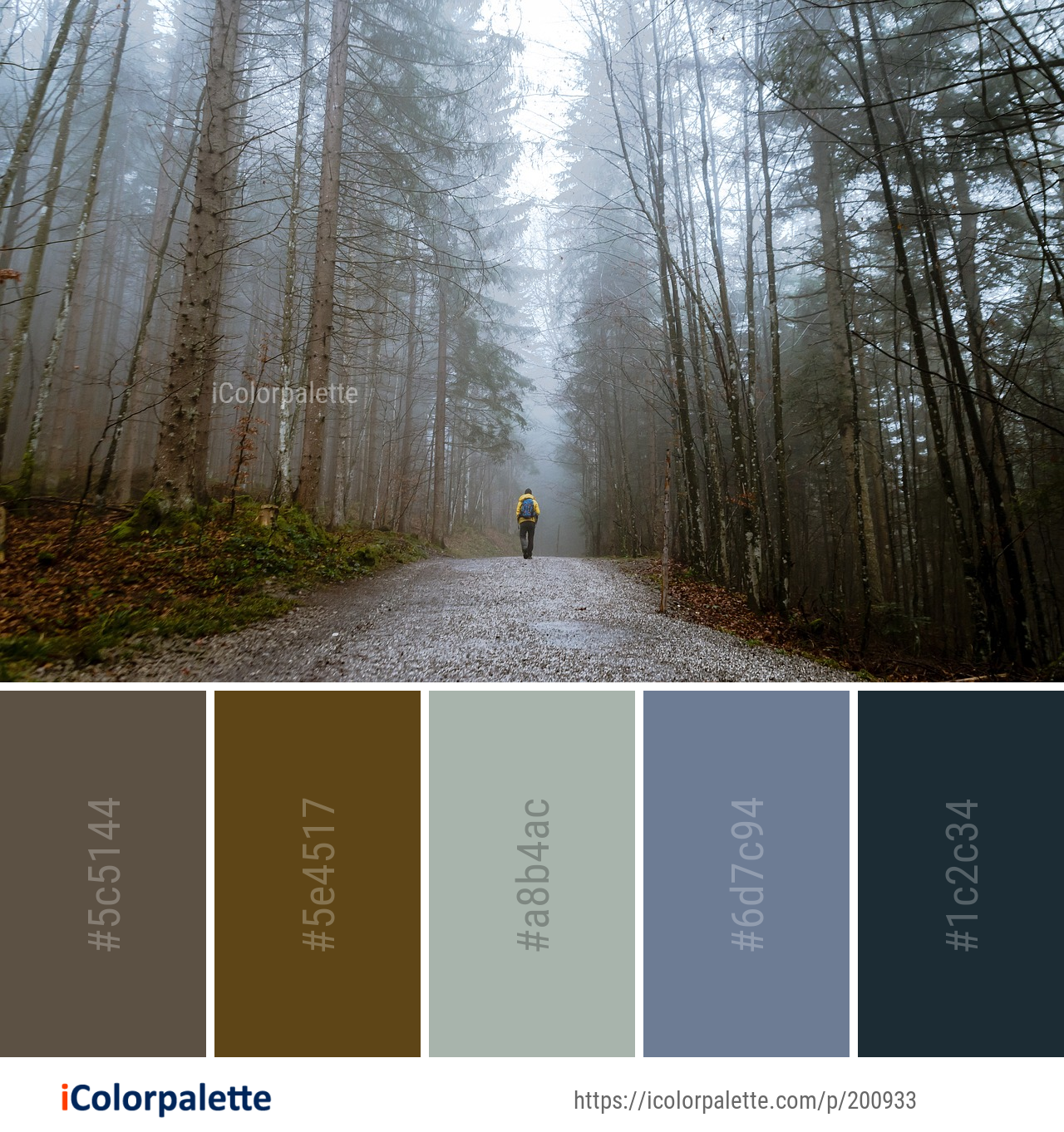 Color Palette Ideas from Path Tree Forest Image | iColorpalette