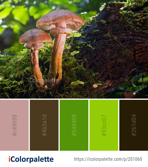 Color Palette Ideas from Fungus Ecosystem Vegetation Image | iColorpalette