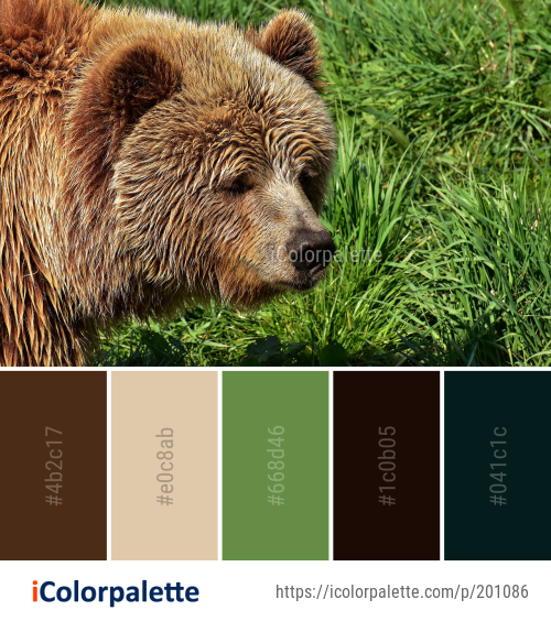 Color Palette Ideas from Brown Bear Grizzly Terrestrial Animal Image ...