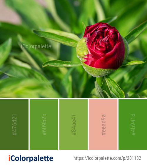 Color Palette Ideas from Flower Plant Leaf Image | iColorpalette