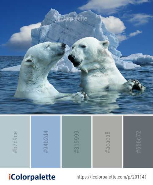 Color Palette Ideas from Polar Bear Mammal Image | iColorpalette