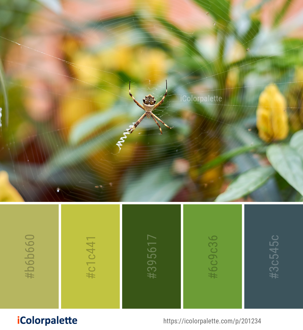 Color Palette Ideas from Spider Arachnid Invertebrate Image | iColorpalette