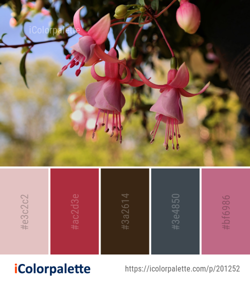 26+ Fuchsia Color Palette ideas in 2025 | iColorPalette