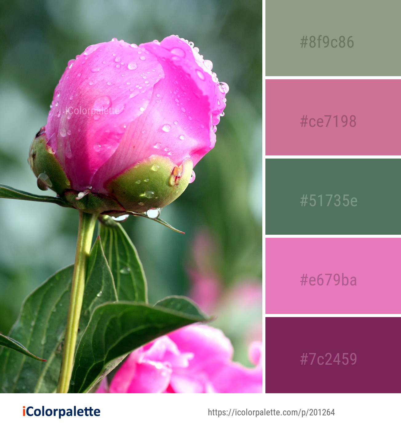Color Palette Ideas from Flower Pink Plant Image | iColorpalette