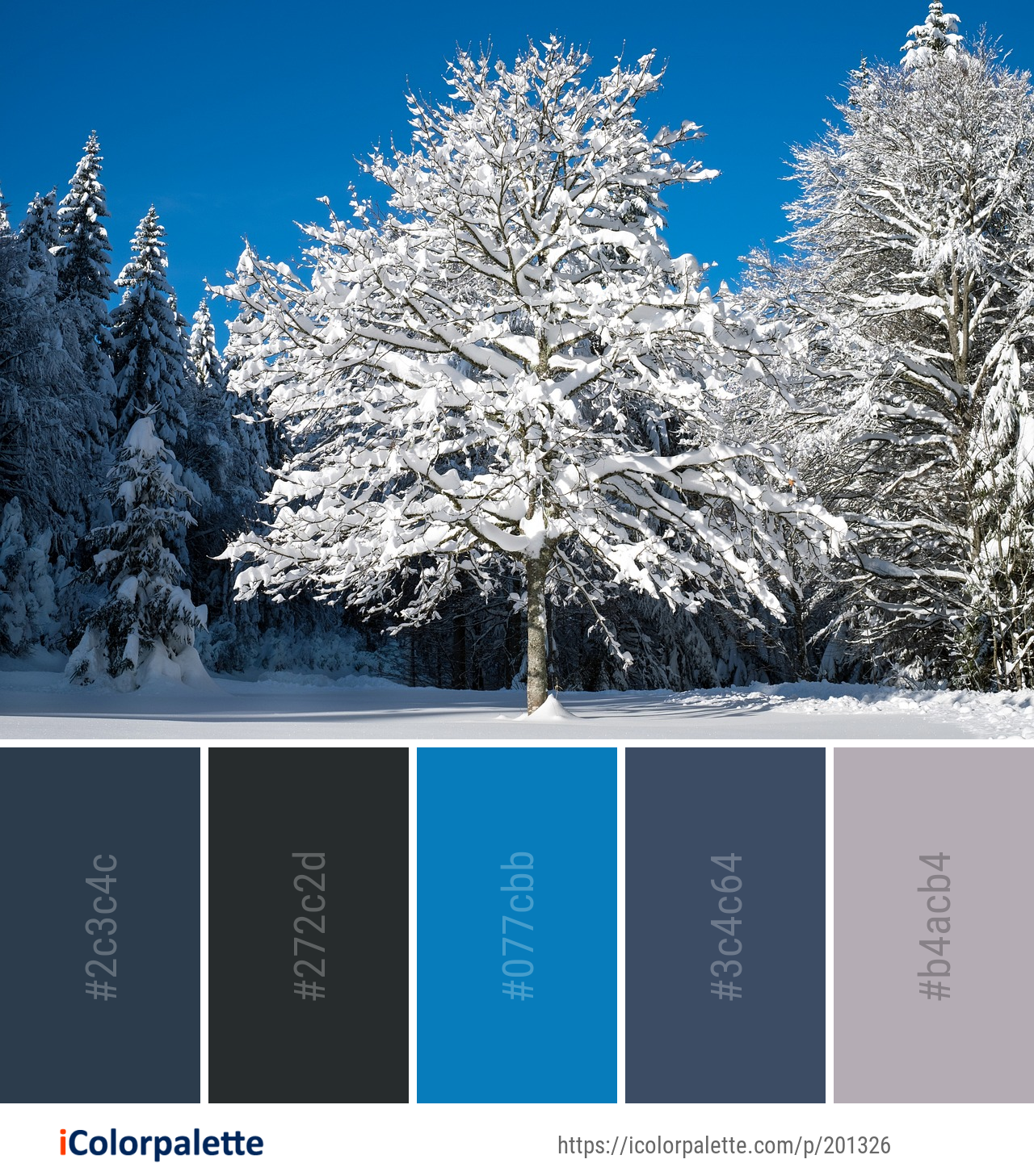 Color Palette Ideas from Winter Snow Tree Image | iColorpalette