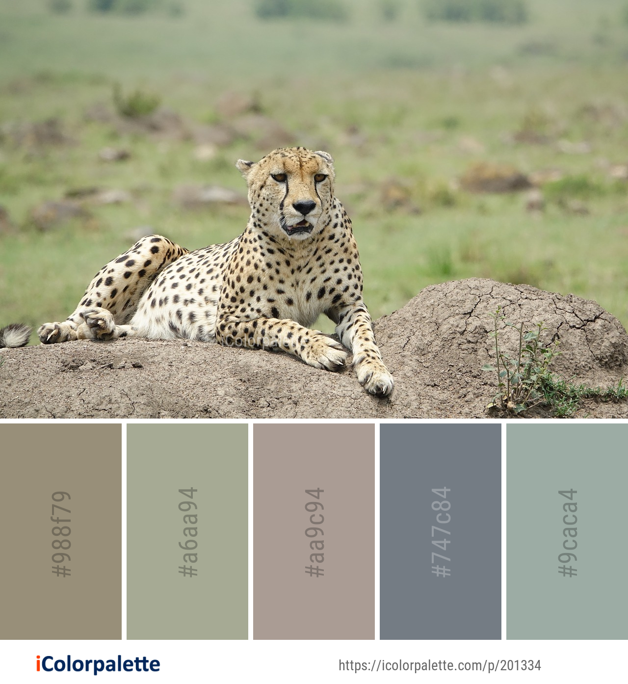 Color Palette Ideas from Cheetah Wildlife Terrestrial Animal Image ...