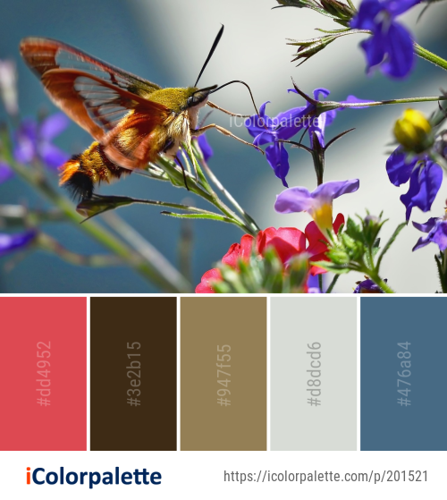 Color Palette Ideas from Insect Nectar Flora Image | iColorpalette