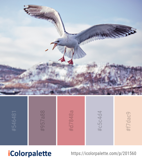 Color Palette Ideas from Bird Gull Seabird Image | iColorpalette