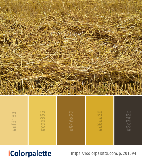 Color Palette Ideas from Straw Hay Grain Image | iColorpalette