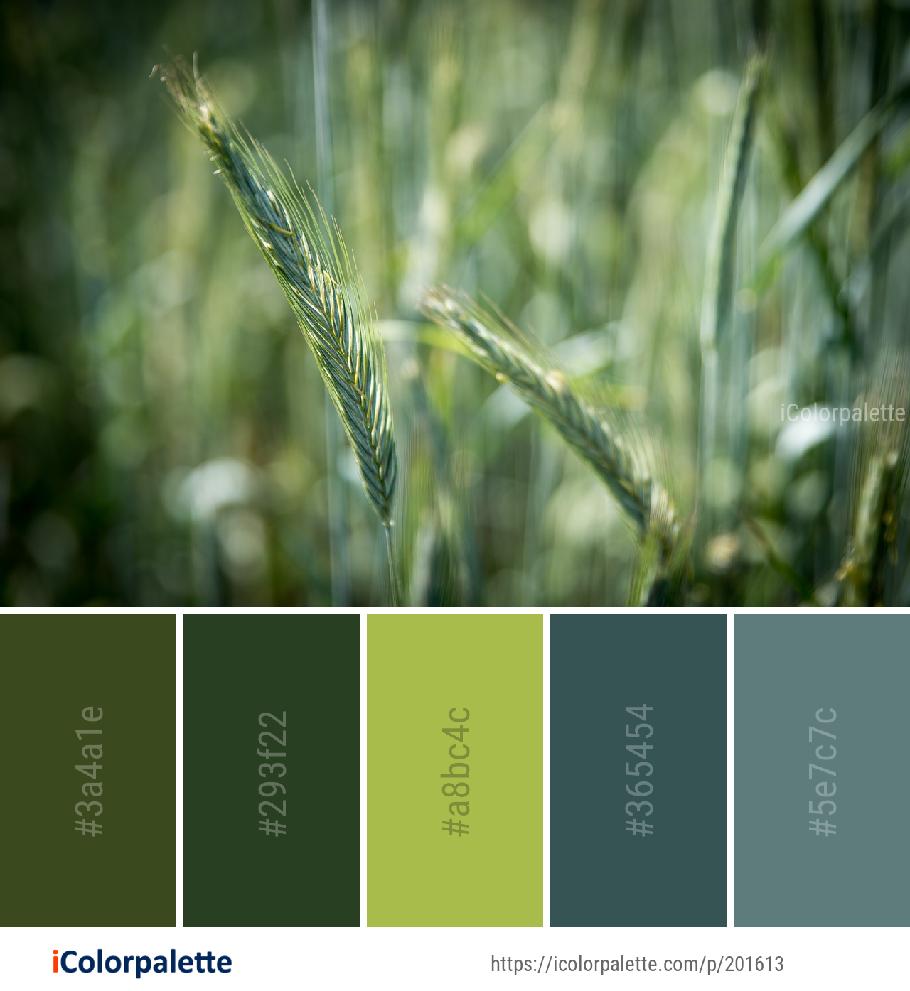 Color Palette Ideas from Grass Family Food Grain Rye Image | iColorPalette
