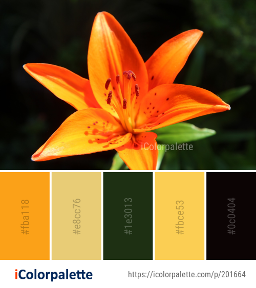 Color Palette Ideas from Flower Lily Plant Image | iColorpalette