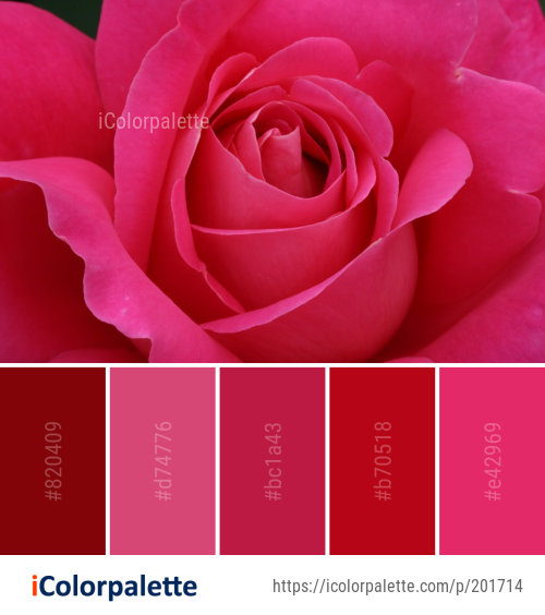 Color Palette Ideas from Rose Flower Garden Roses Image | iColorpalette
