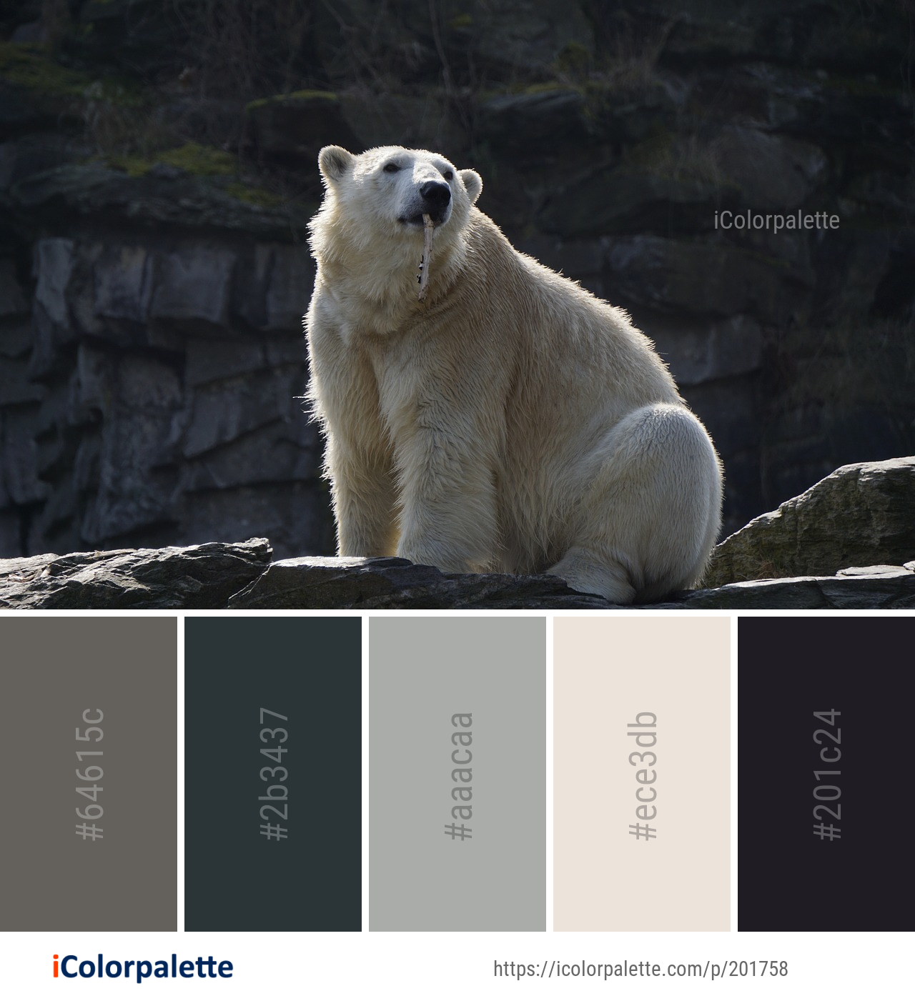 Color Palette Ideas from Polar Bear Fauna Image | iColorpalette