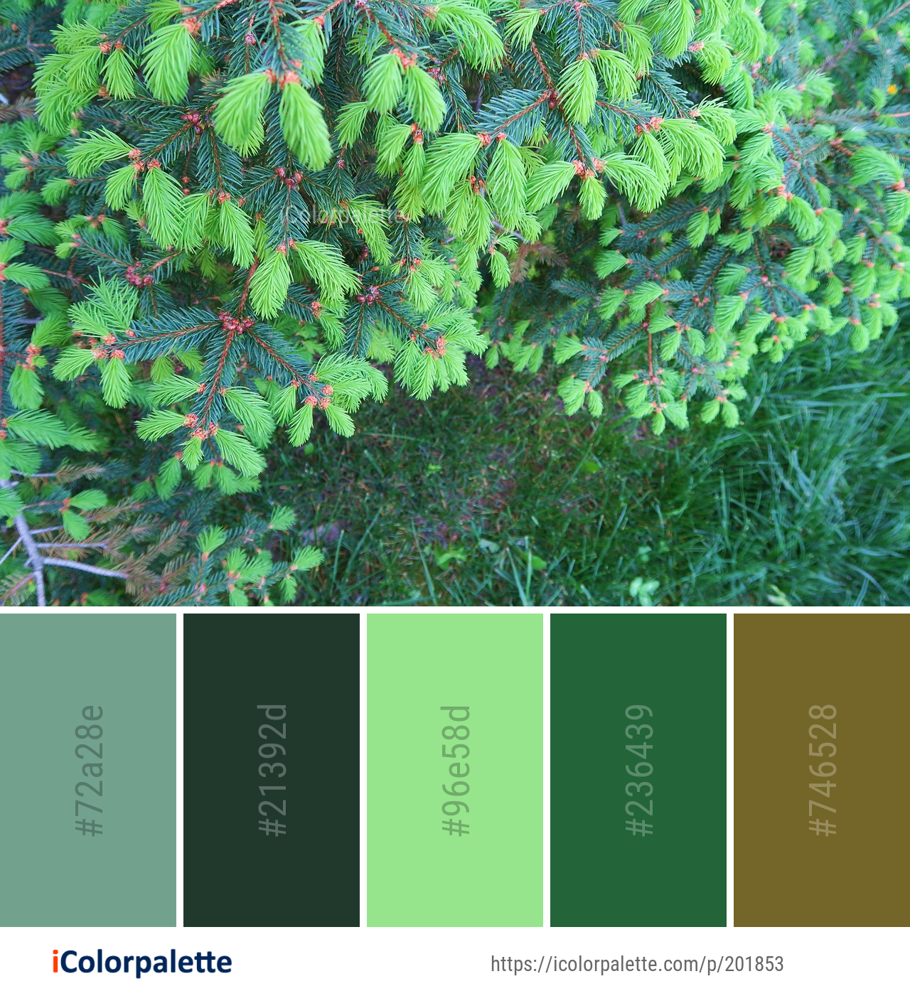 Color Palette Ideas from Vegetation Tree Plant Image | iColorpalette