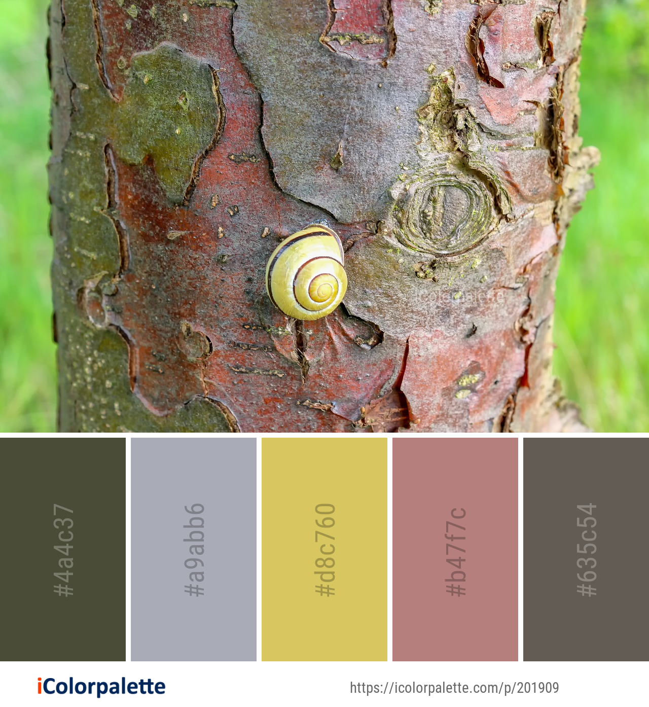 Color Palette Ideas from Tree Trunk Wood Image | iColorpalette
