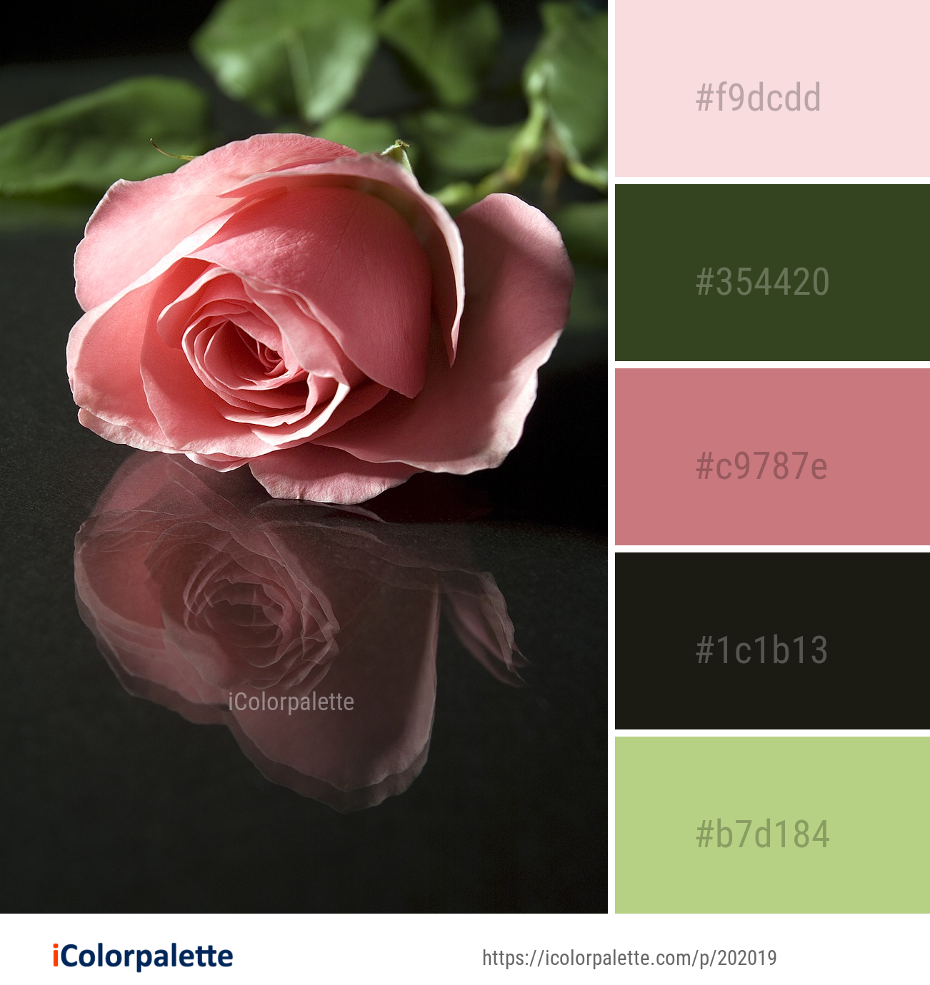Color Palette Ideas from Flower Rose Family Image | iColorpalette