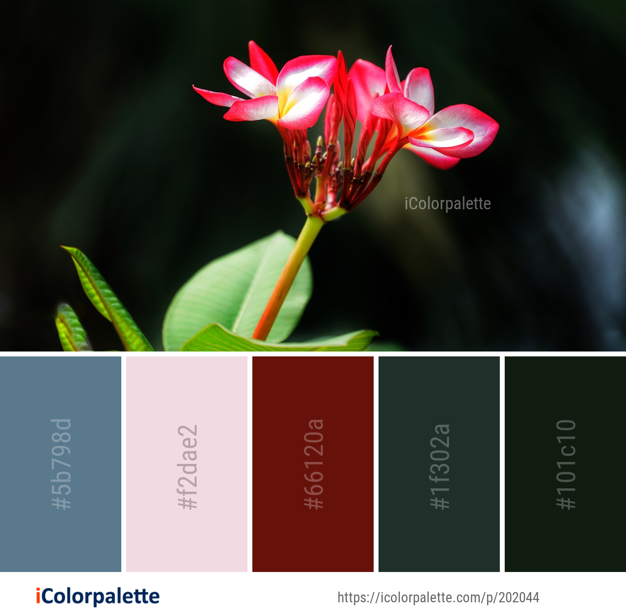 Color Palette Ideas from Flower Flora Plant Image | iColorpalette