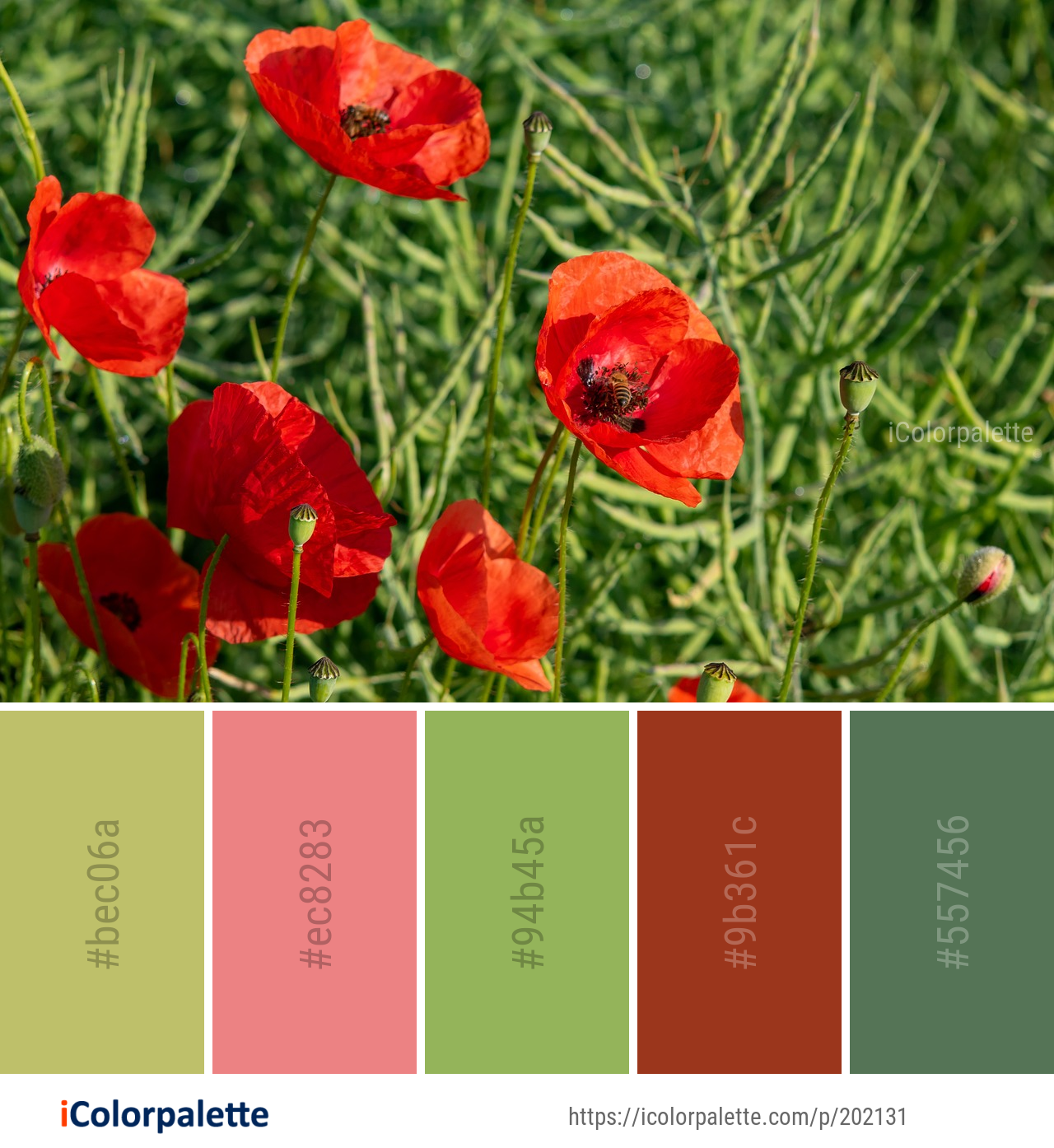 Color Palette Ideas from Flower Wildflower Coquelicot Image | iColorpalette