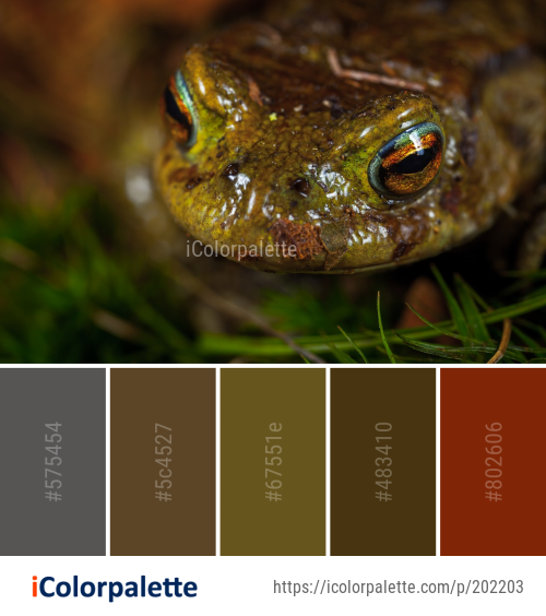 Color Palette Ideas from Toad Ranidae Amphibian Image | iColorpalette