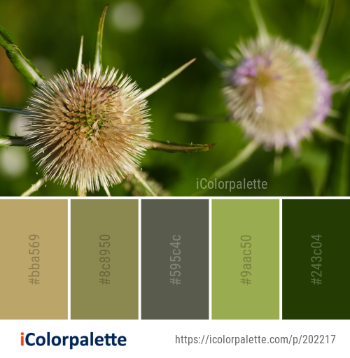 Color Palette Ideas from Flower Flora Thistle Image | iColorpalette