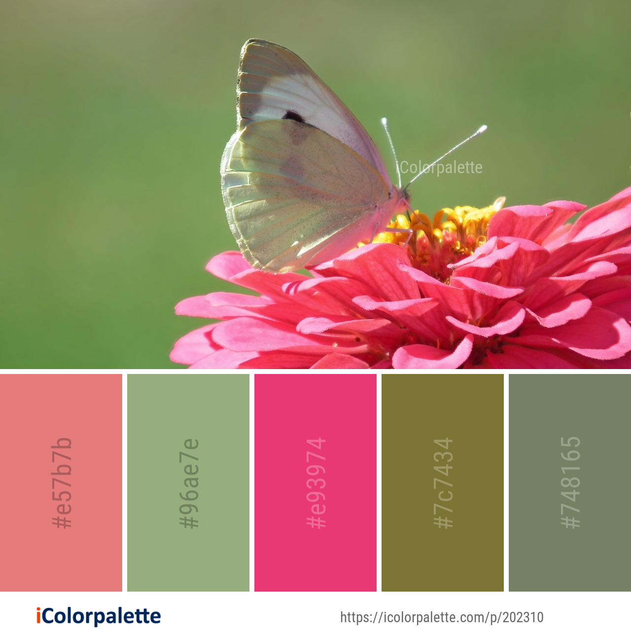 Color Palette Ideas from Butterfly Moths And Butterflies Insect Image ...