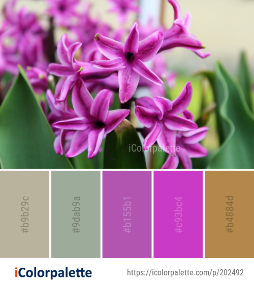 81+ Hyacinth Color Palette ideas in 2026 | iColorPalette
