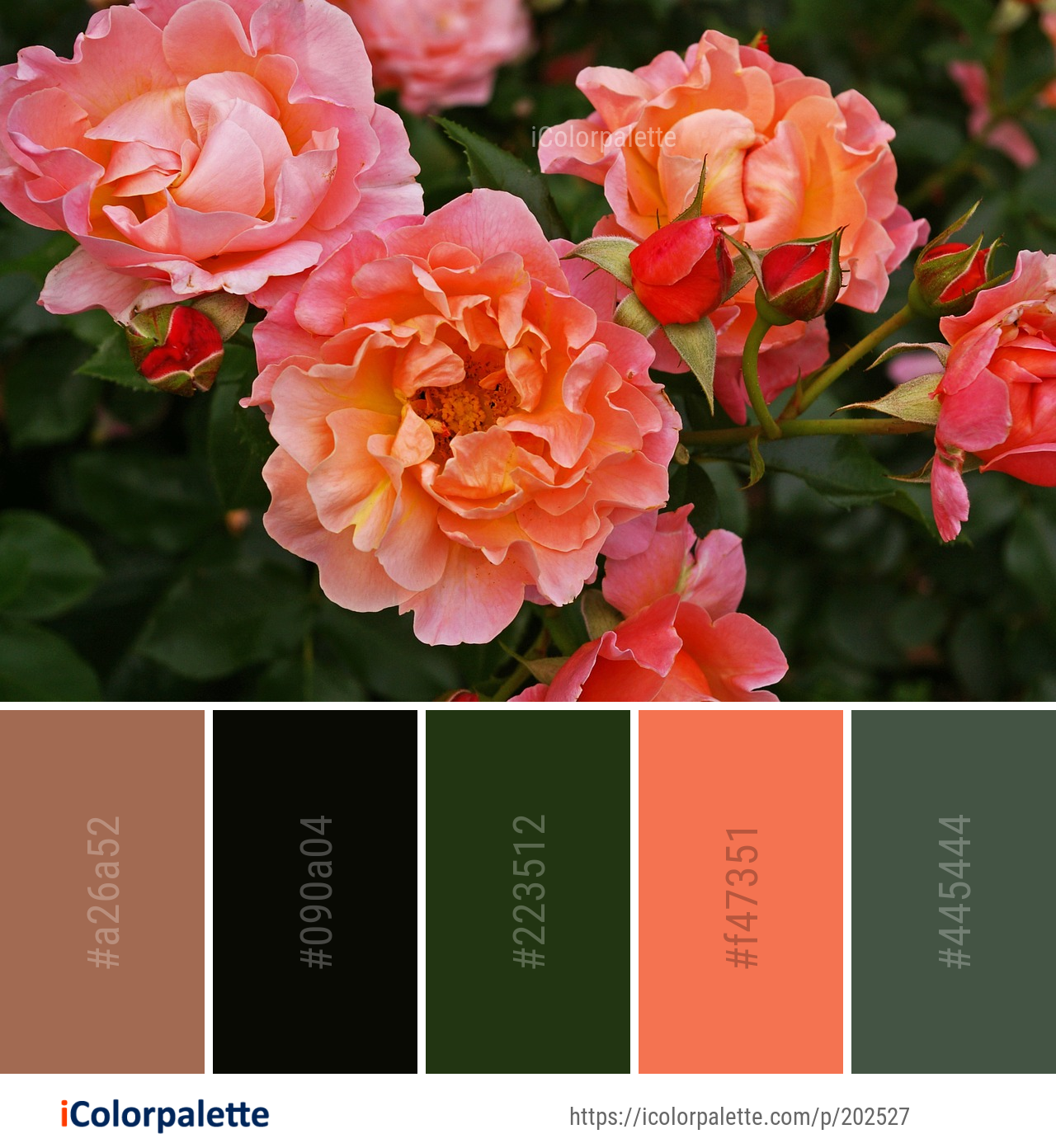 Color Palette Ideas from Rose Flower Family Image | iColorpalette