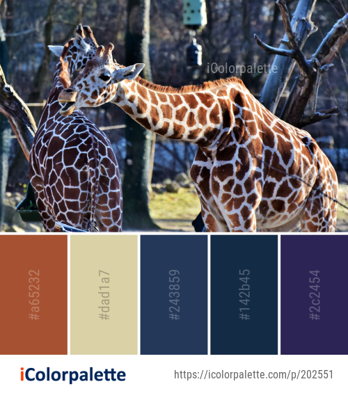 Color Palette Ideas from Giraffe Wildlife Terrestrial Animal Image ...