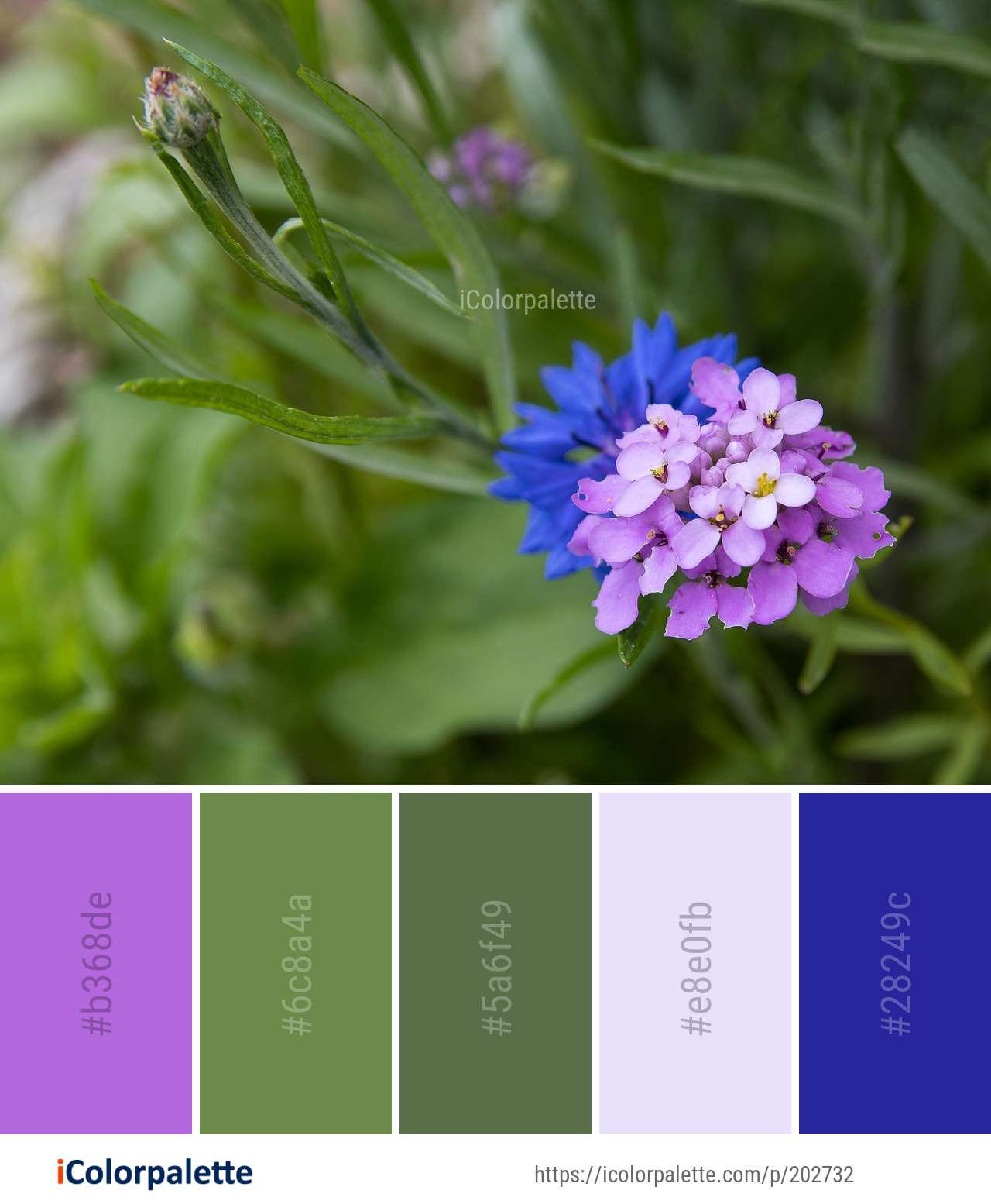 Color Palette Ideas from Flower Flora Plant Image | iColorpalette