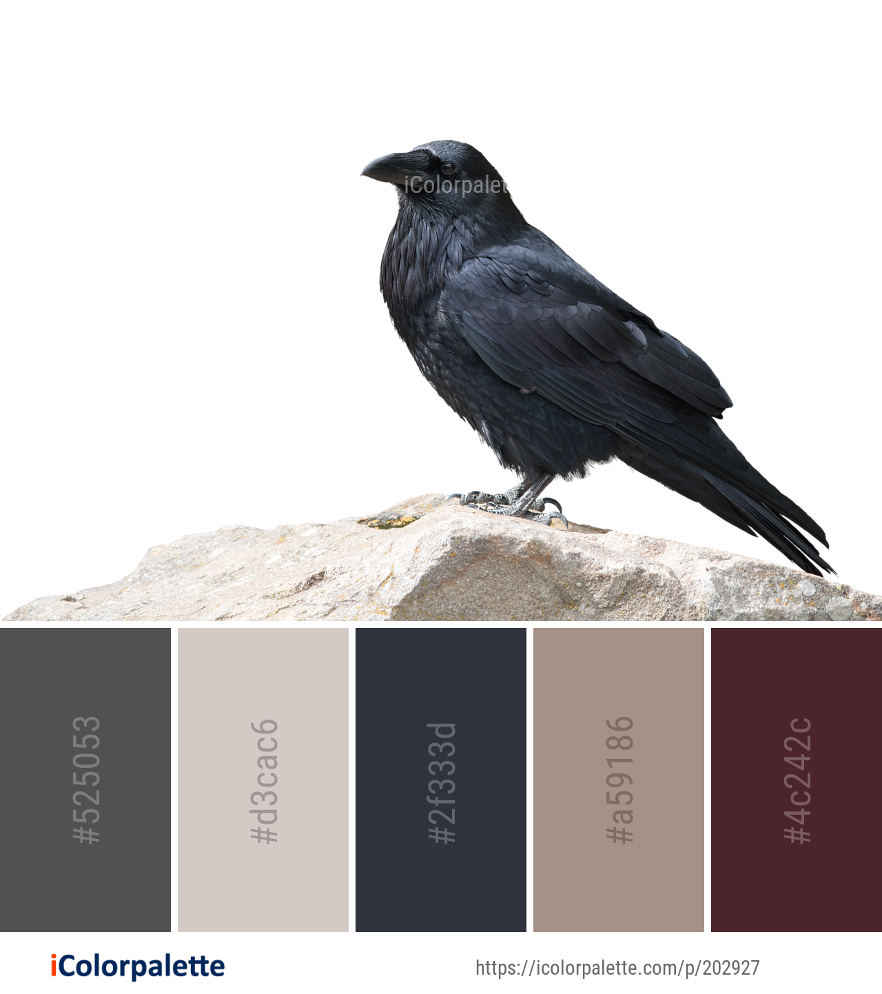 Color Palette Ideas from Bird American Crow Image | iColorpalette
