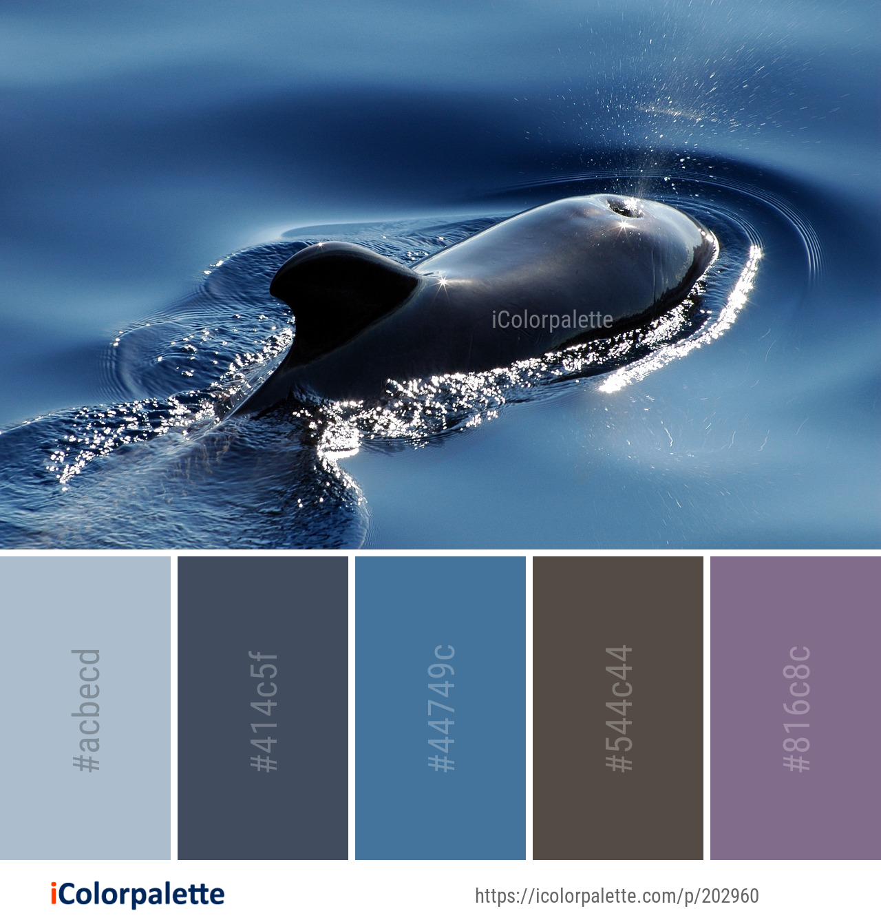 Color Palette Ideas from Water Marine Mammal Image | iColorpalette