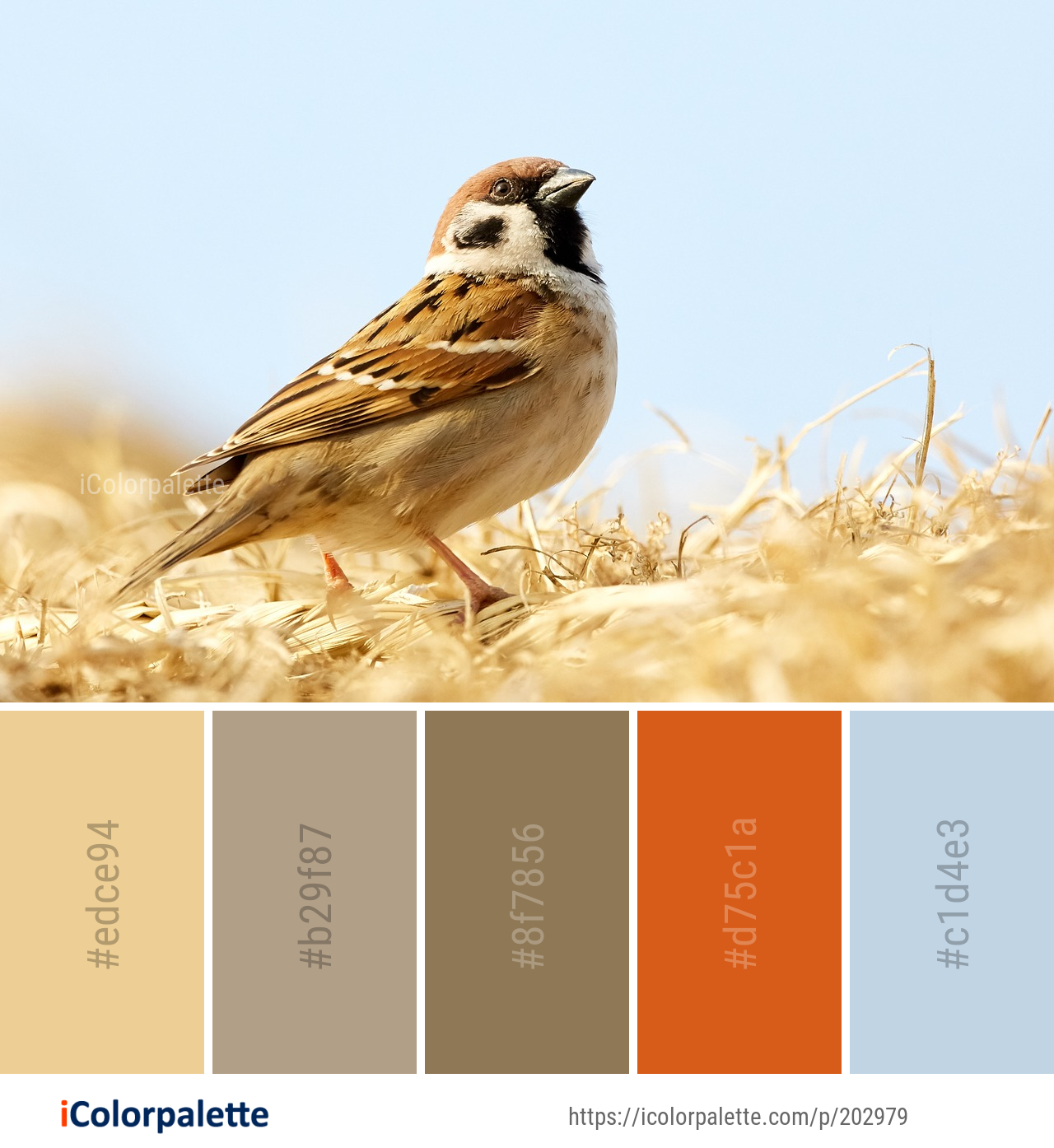 Color Palette Ideas from Bird Sparrow House Image | iColorpalette