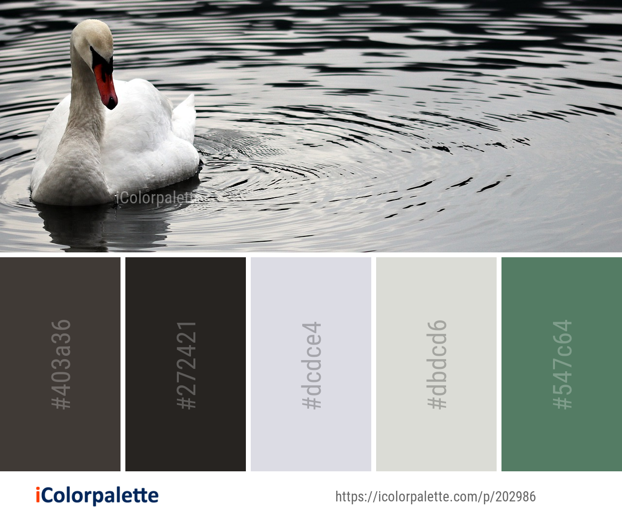 Color Palette Ideas from Bird Water Swan Image | iColorpalette