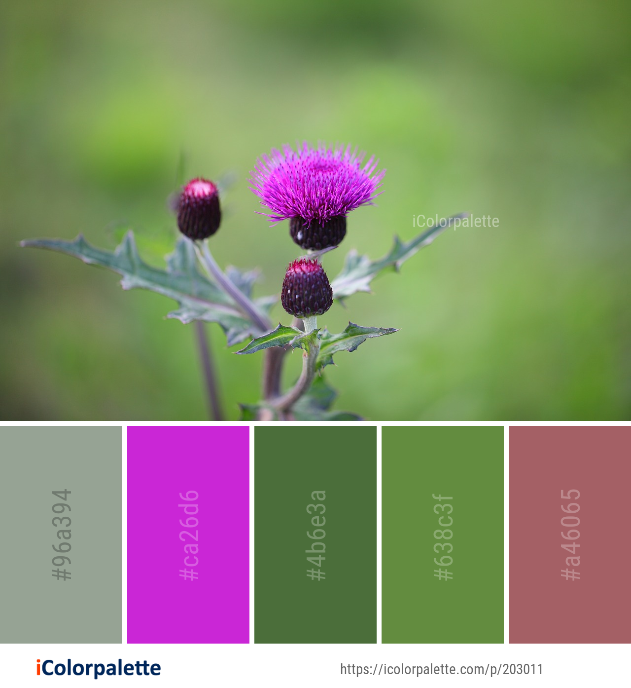 Color Palette Ideas from Thistle Flower Silybum Image | iColorpalette