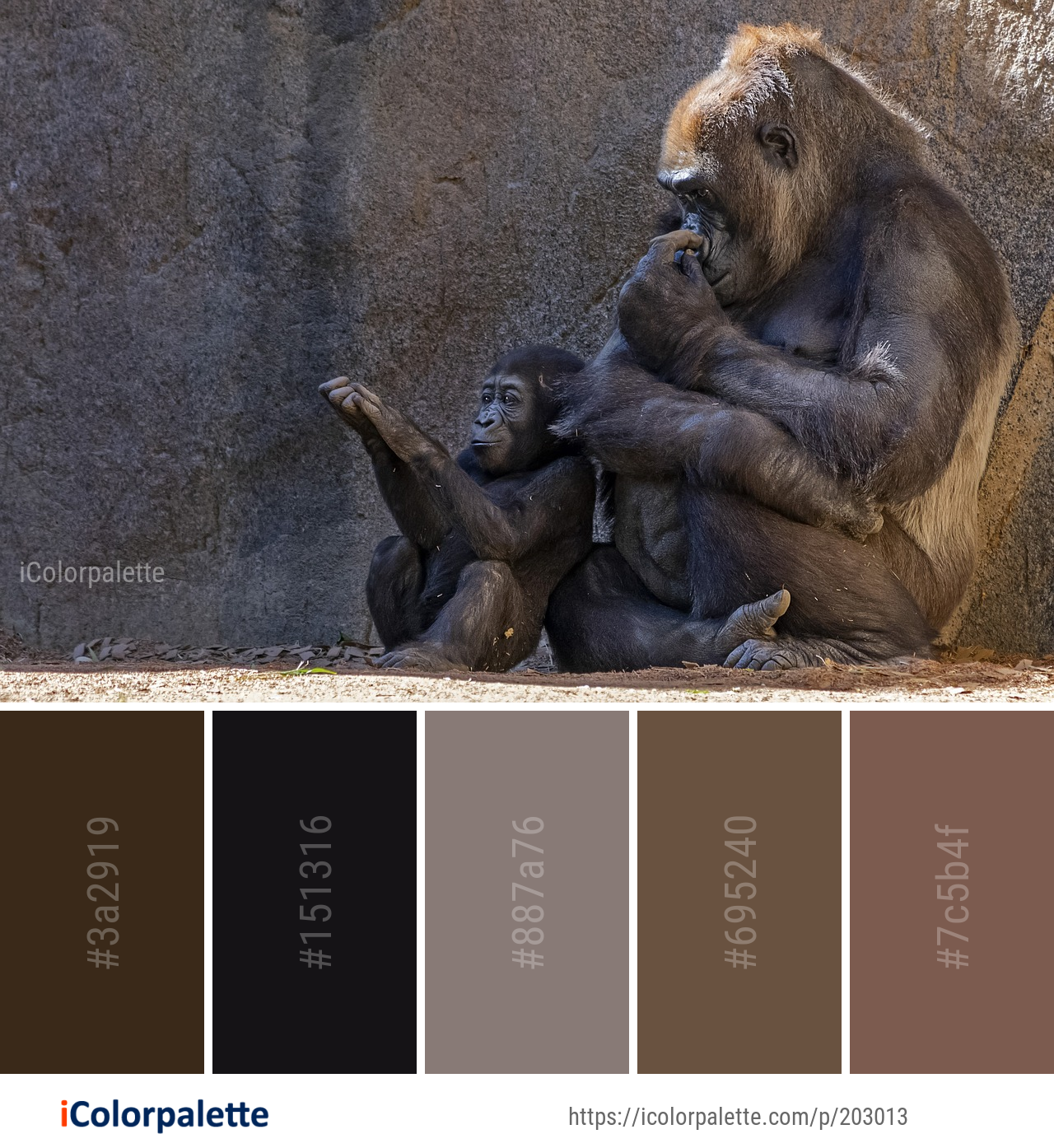 Color Palette Ideas from Great Ape Fauna Mammal Image | iColorpalette