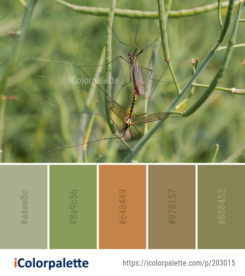 Color Palette Ideas from Insect Ecosystem Fauna Image | iColorpalette