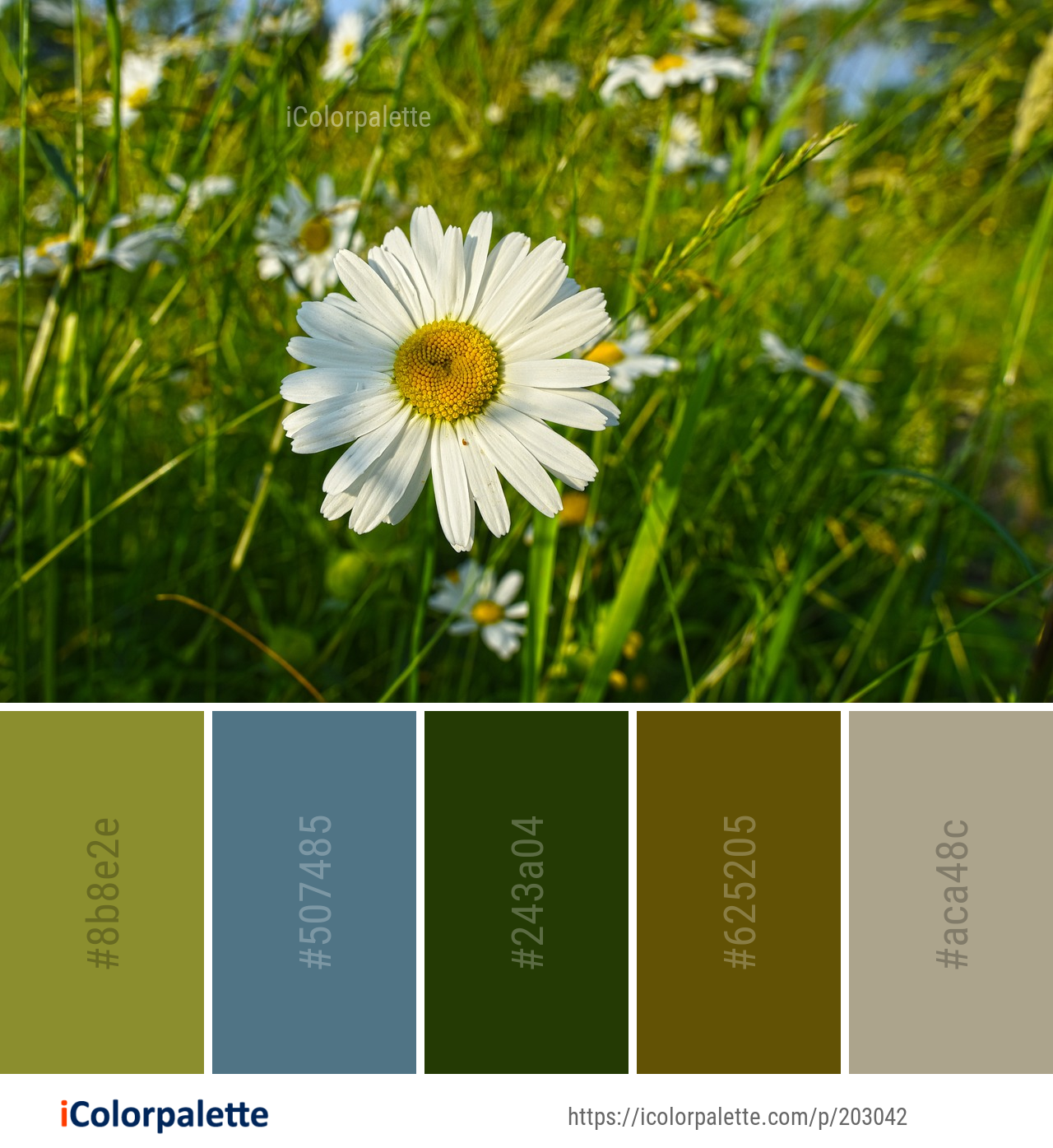 Color Palette Ideas from Flower Daisy Oxeye Image | iColorpalette