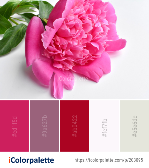 33 Carnation Color Palette ideas in 2025 | iColorpalette