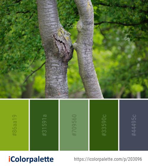 Color Palette Ideas from Tree Trunk Woody Plant Image | iColorpalette