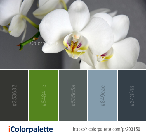 Color Palette Ideas from Flower White Flowering Plant Image | iColorpalette