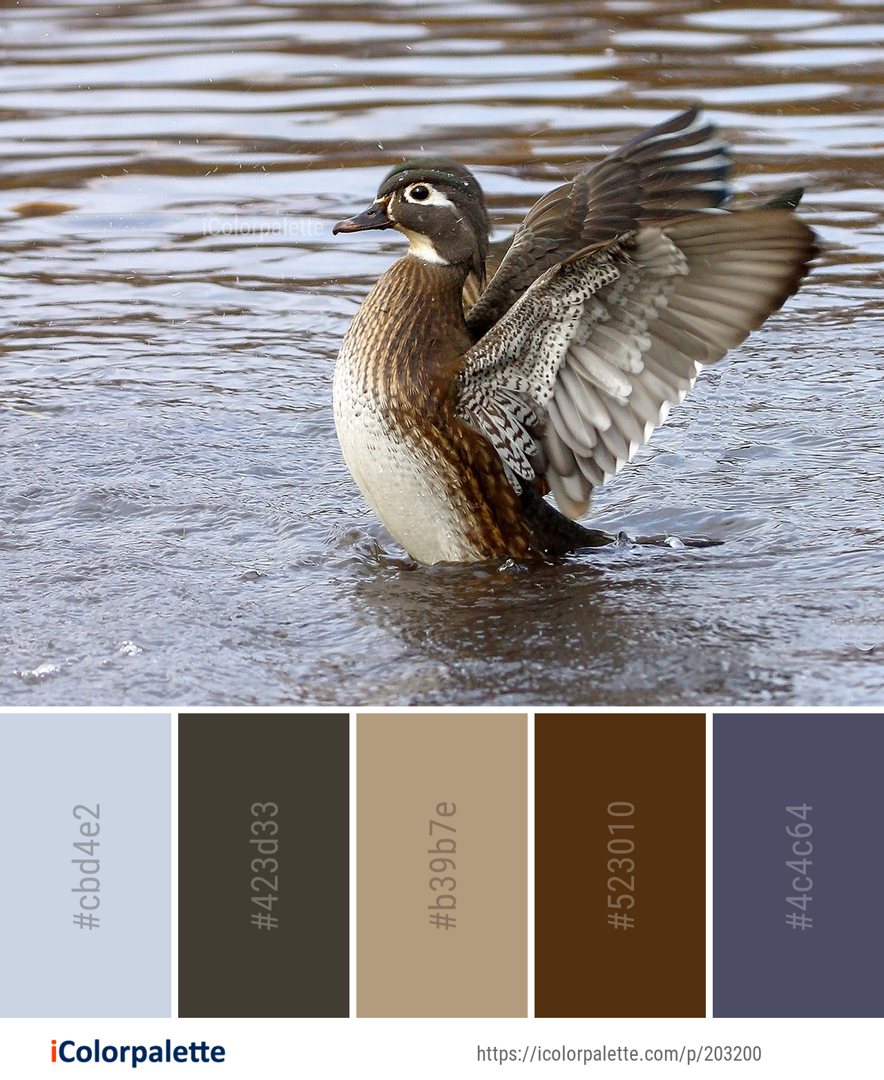 1 Wood Duck Color Palette ideas in 2025 | iColorpalette