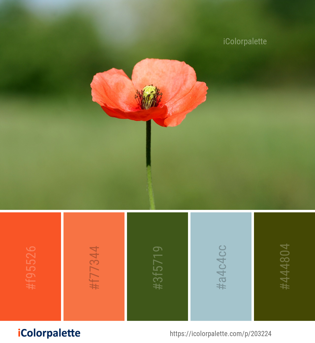 Color Palette Ideas from Flower Wildflower Coquelicot Image | iColorpalette