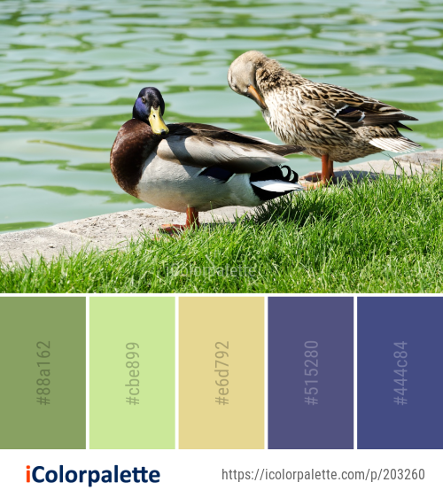 Color Palette Ideas from Bird Duck Fauna Image | iColorpalette