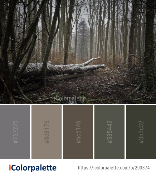 Color Palette Ideas from Woodland Forest Nature Image | iColorpalette