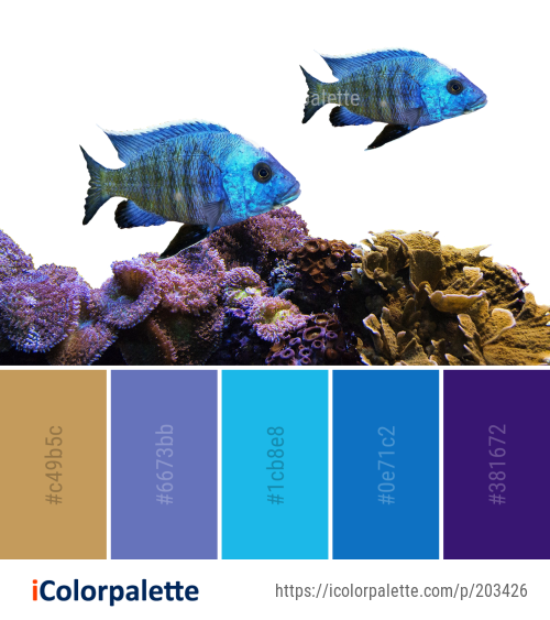 Color Palette Ideas from Fish Ecosystem Image | iColorpalette