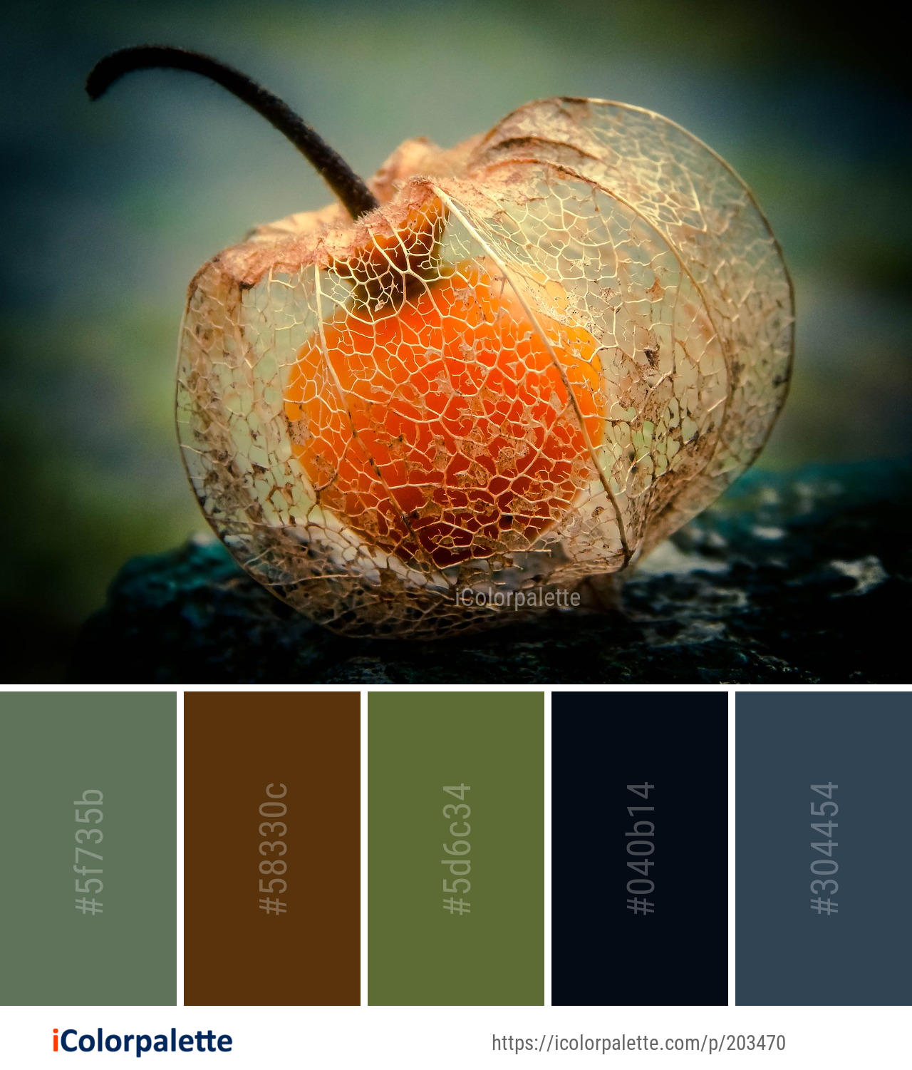 Color Palette Ideas from Close Up Still Life Photography Macro Image ...