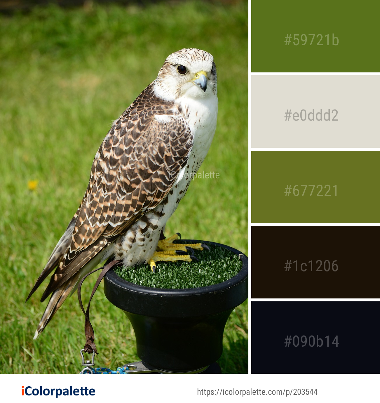Color Palette Ideas from Bird Falcon Fauna Image | iColorpalette