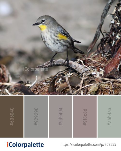 Color Palette Ideas from Bird Fauna Finch Image | iColorpalette